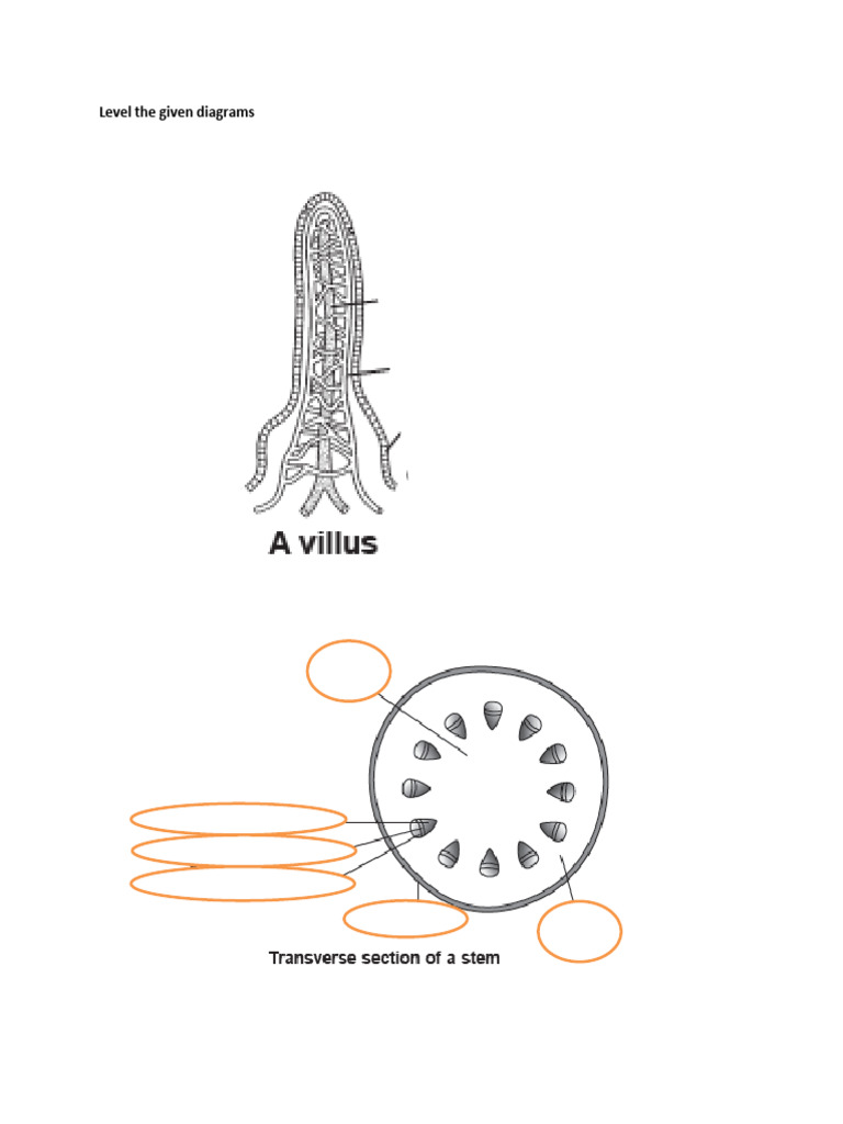 BIOLOGY IGCSE diagrams leveling | PDF BIOLOGY IGCSE diagrams leveling | PDF