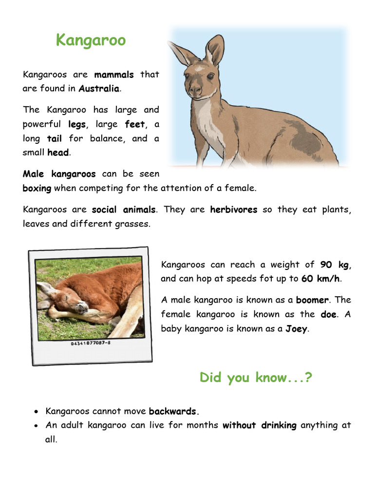 Kangaroo Facts for Kids | PDF