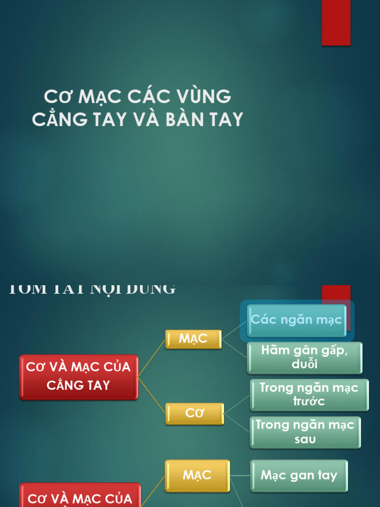LEC 2 Co Vung Cang Tay Va Ban Tay | PDF
