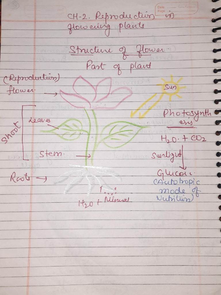 Reproduction in Flowering Plants | PDF