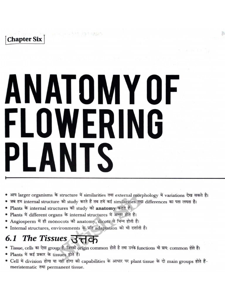 6.Anatomy of ? Flowering Plants | PDF