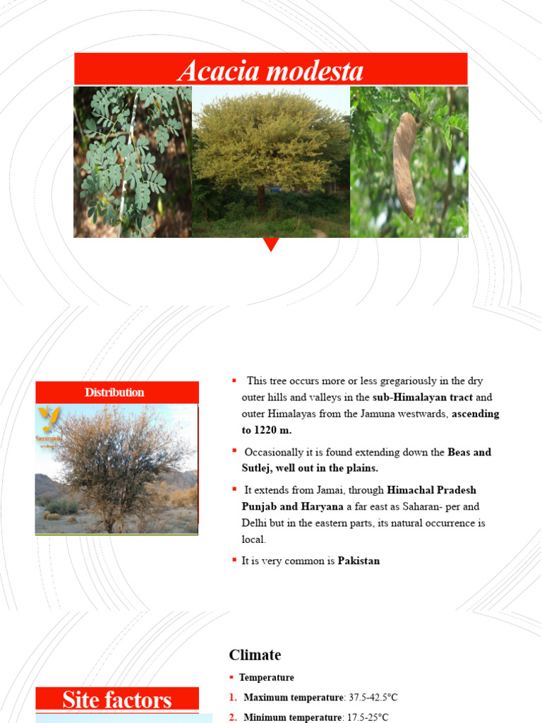 Acacia Modesta | PDF | Seed | Horticulture