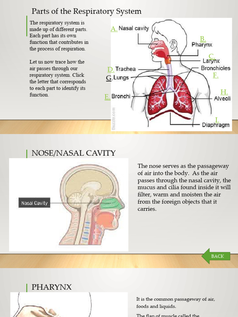 Respiratory System | PDF | Foreign Language Studies