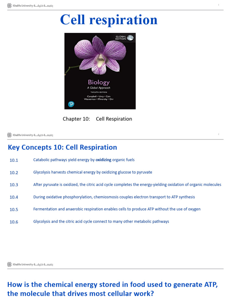 Understanding Cellular Respiration Process | PDF