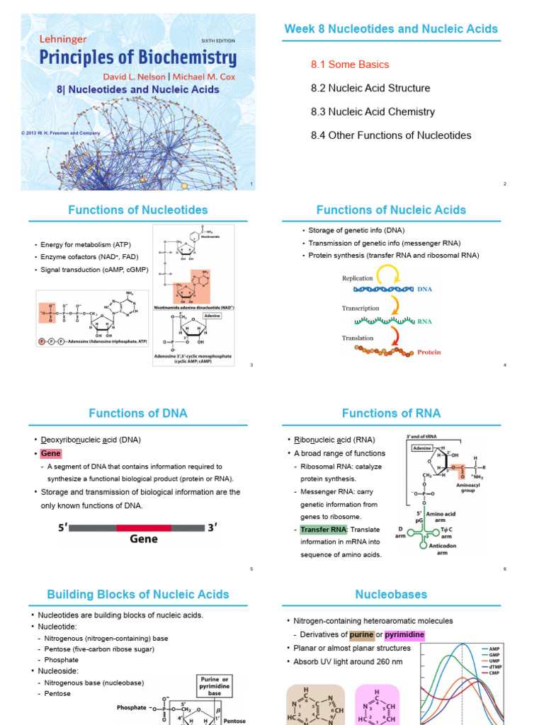 8 - Nucleotides and Nucleic Acids | PDF