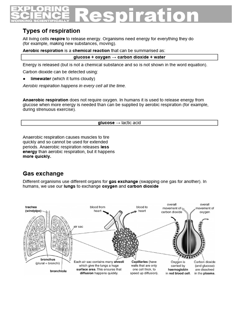 respiration summary | PDF