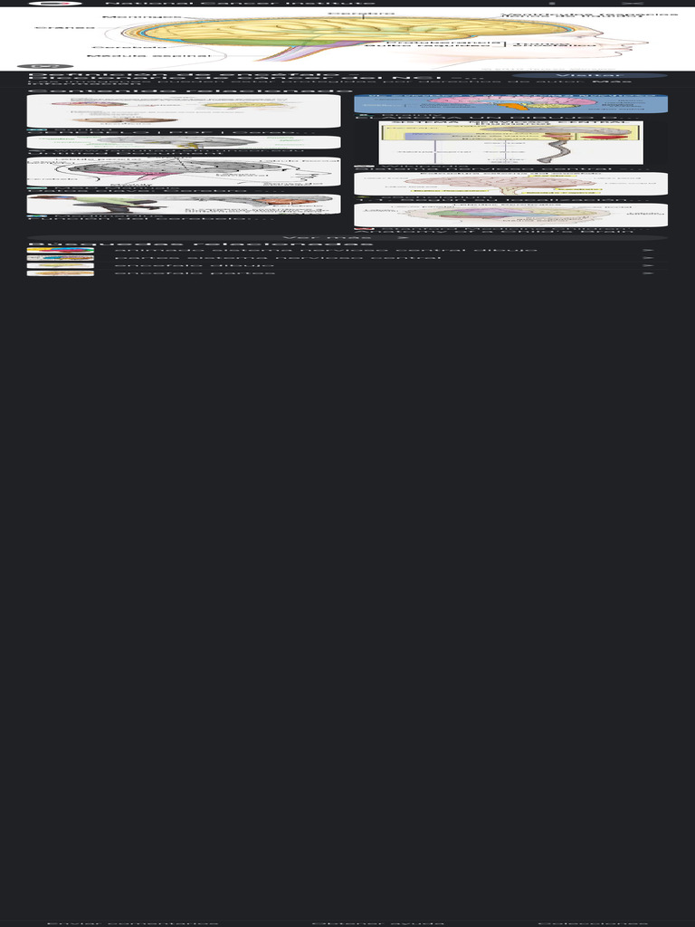 Sistema Nervioso Central Dibujo - Búsqueda de Google | PDF