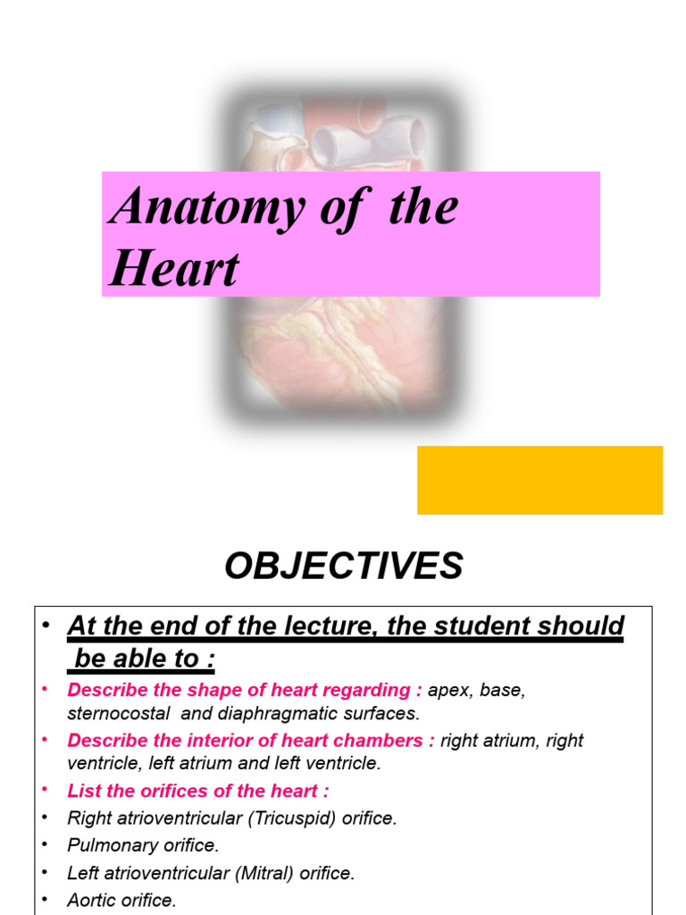 Anatomy of The Heart (CP) | PDF