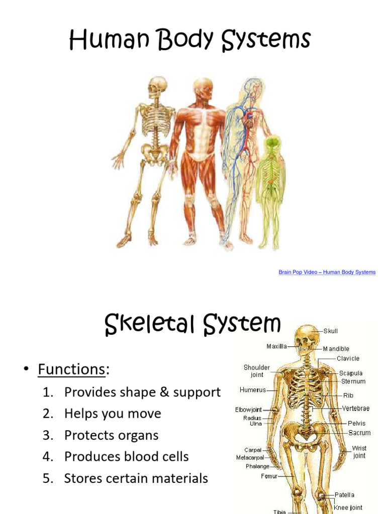 BE Human Organ Systems | PDF