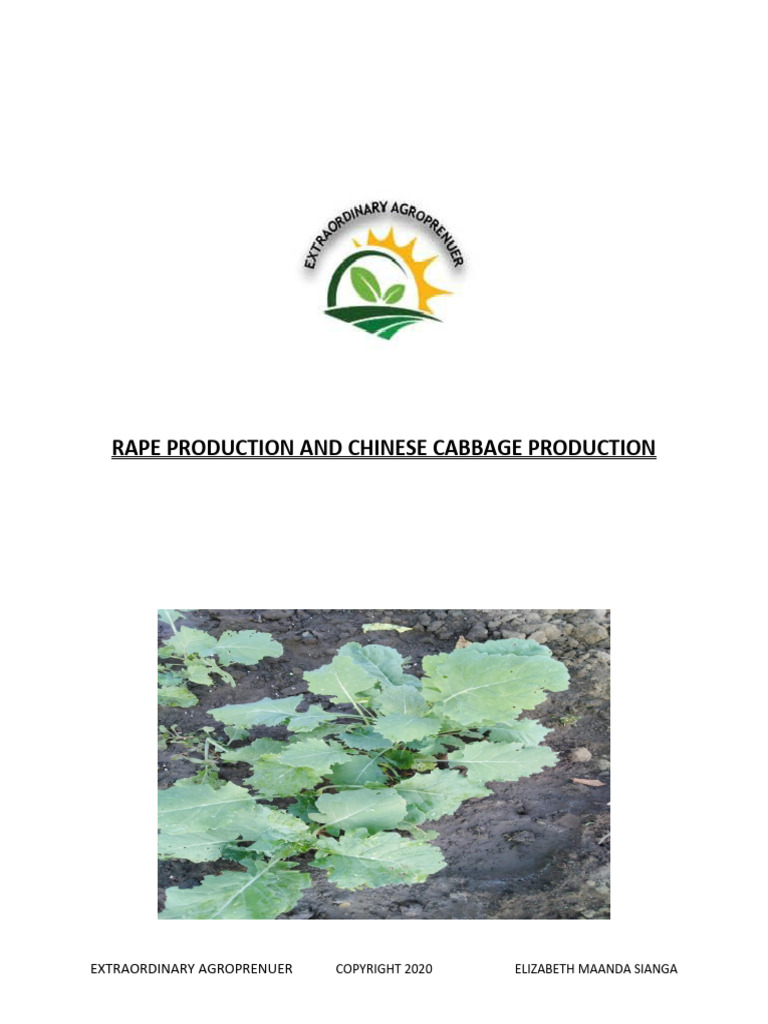 Veggeies PRODUCTION and Chinese Cabbage | PDF