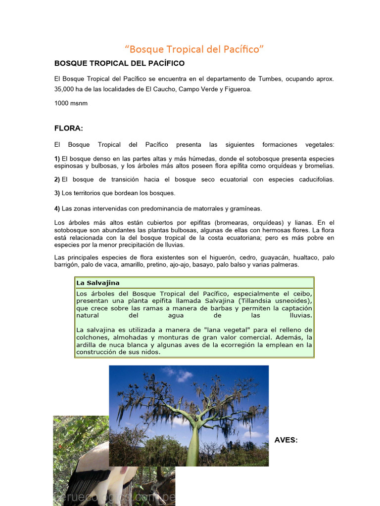 Flora y Fauna del Bosque Tropical | PDF