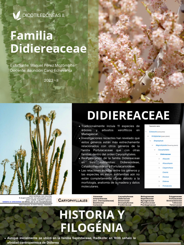 Dicotiledóneas Ii - Didiereaceae | PDF