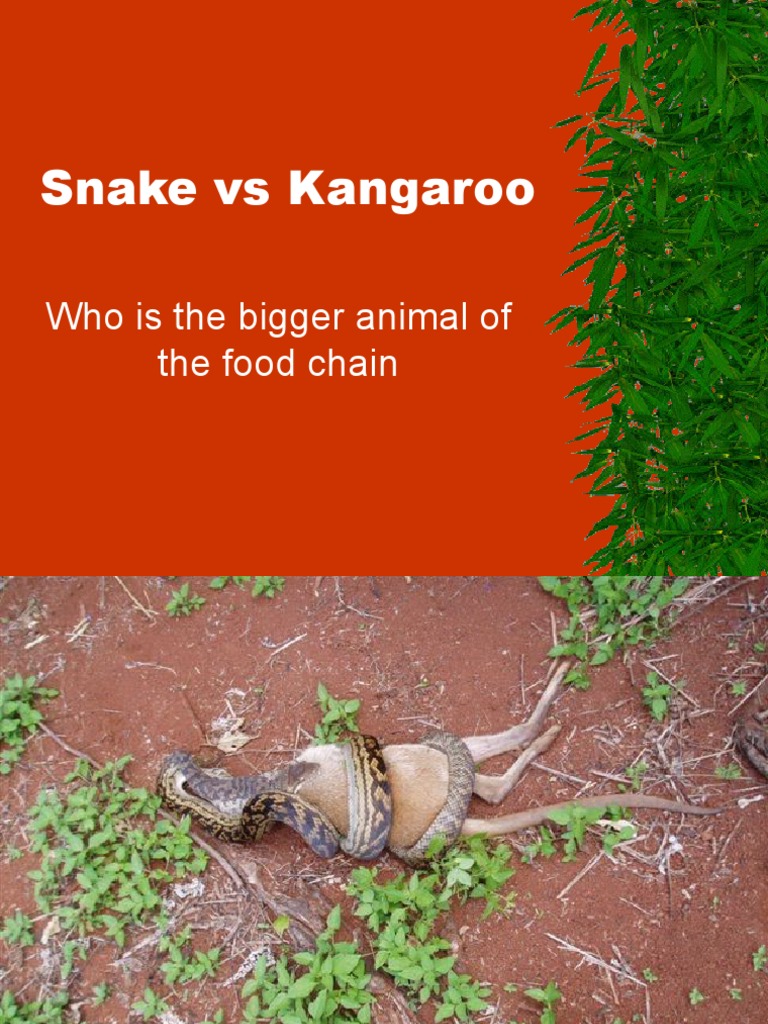 Snake Vs Kangaroo | PDF