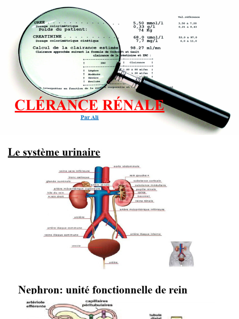 La Clairance Rénale Créatinine | PDF