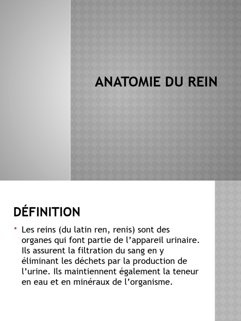 Anatomie Du Rein PDF
