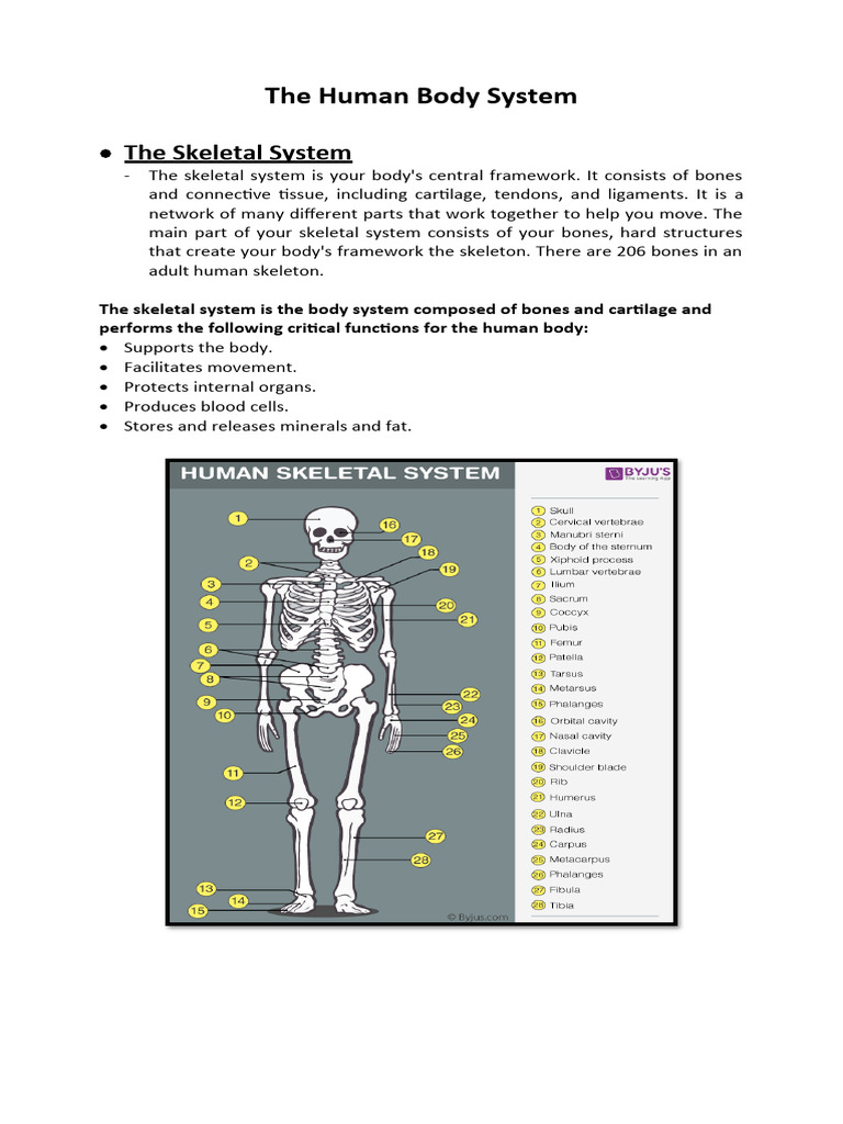 The Human Body System | PDF