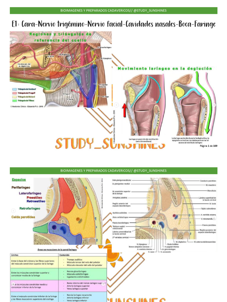 Compilado Esplacnologia | PDF