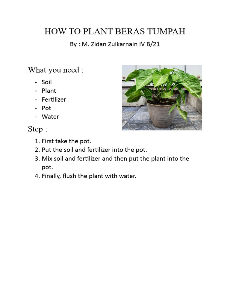 Guide to Planting Beras Tumpah | PDF