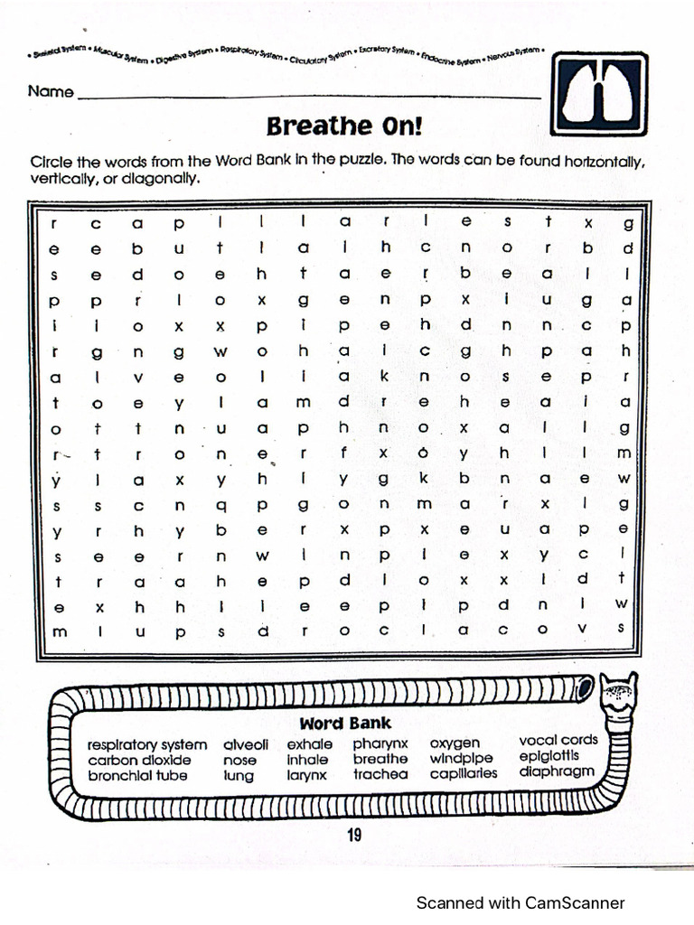 Word search Respiratory System | PDF
