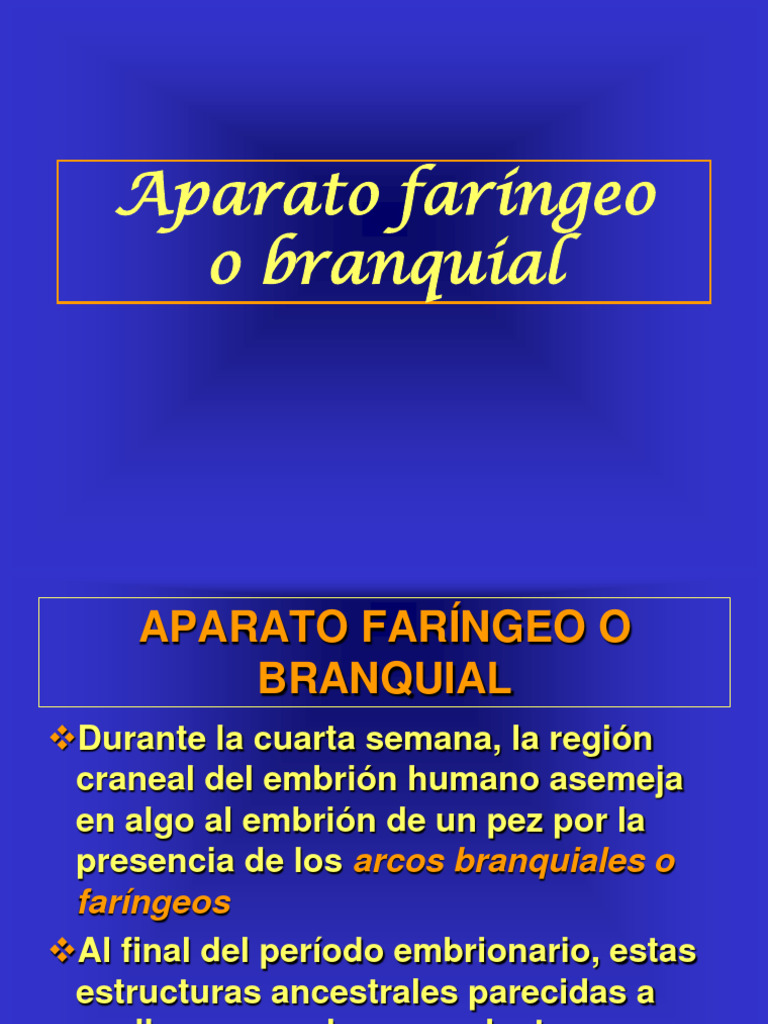Aparato Faríngeo | PDF