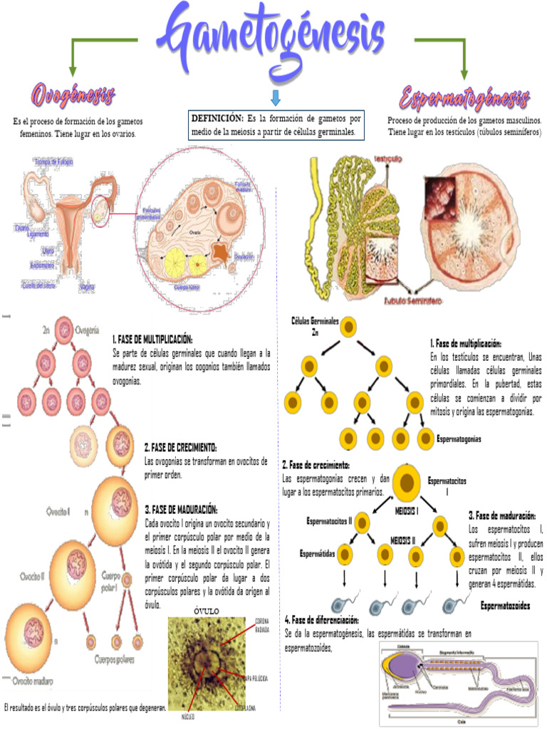 GAMETOGe NESIS | PDF