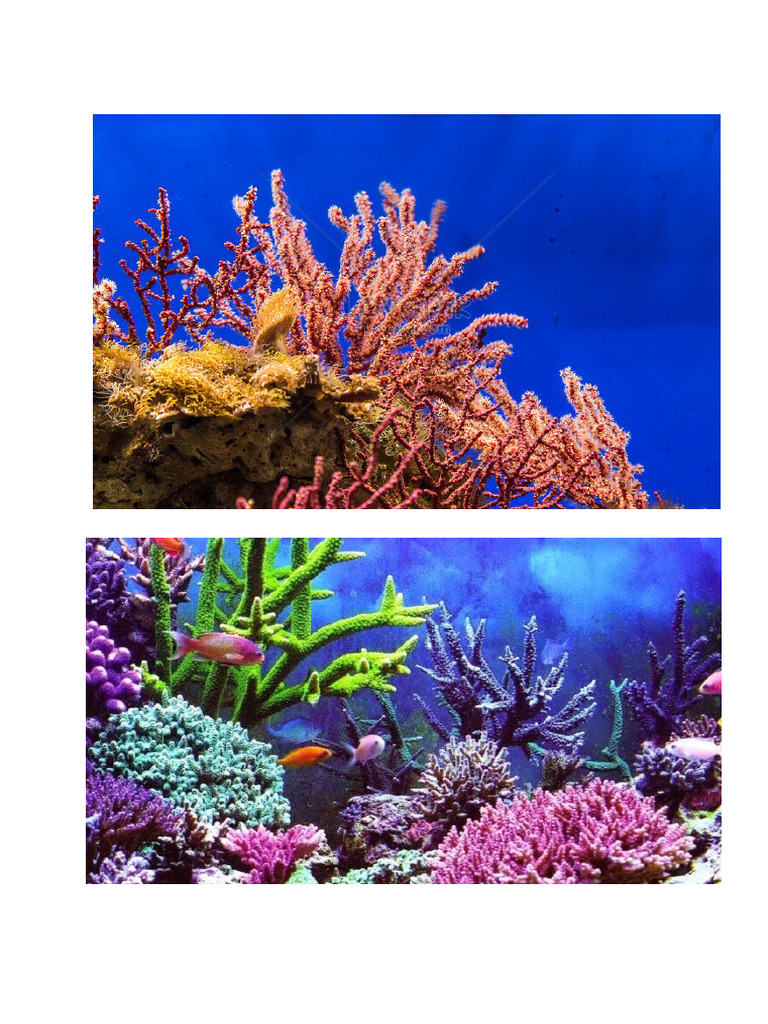 Selamatkan Ikan Bayan Poster | PDF