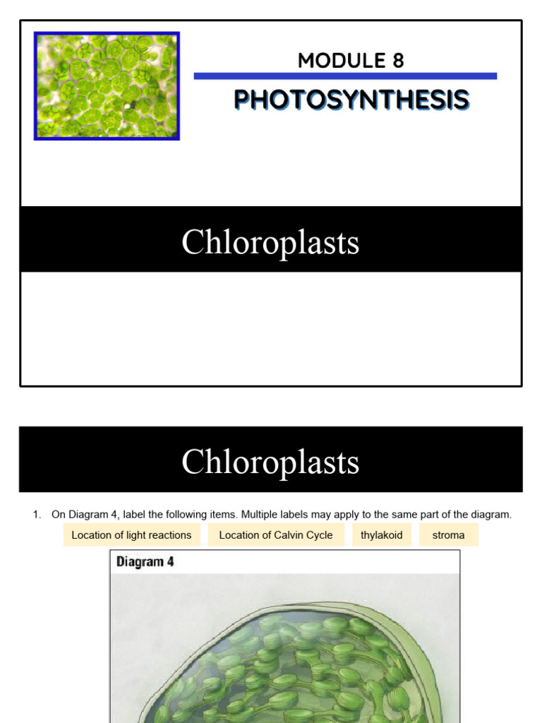Bio 1 Task 8.2.4 | PDF