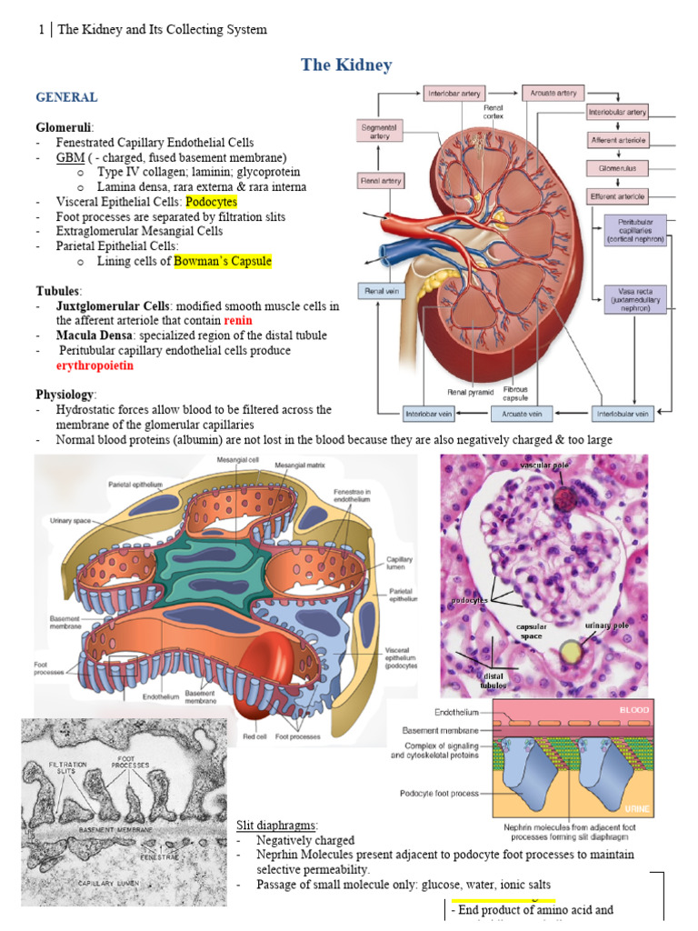 Pathology Kidney | PDF