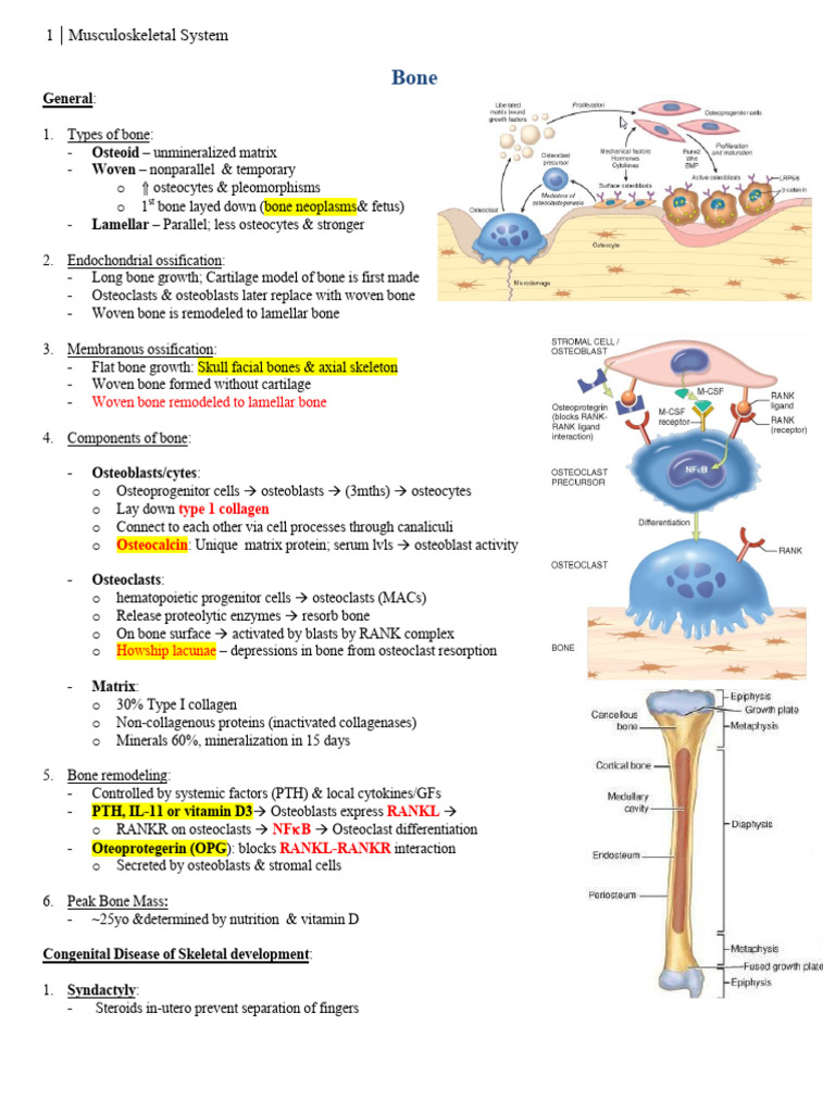 Bone and Joint Pathology | PDF