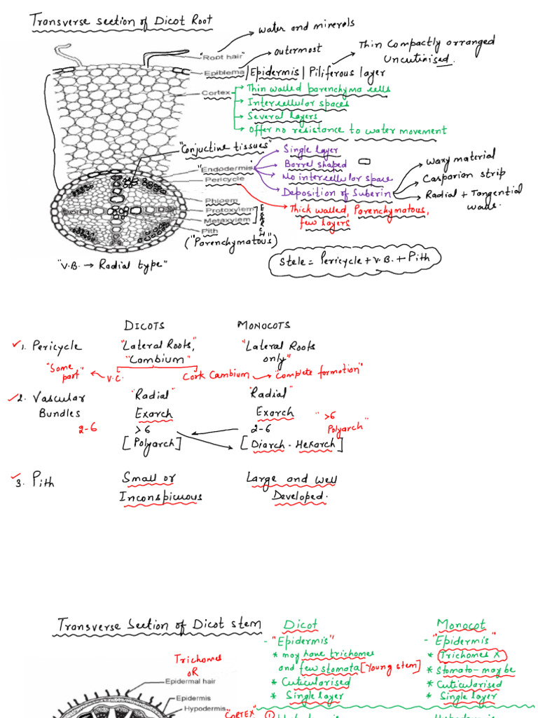 Plant Anatomy | PDF
