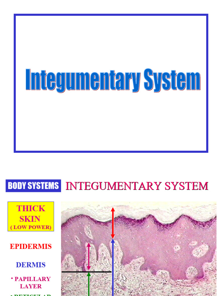 05 +integumentary+system | PDF