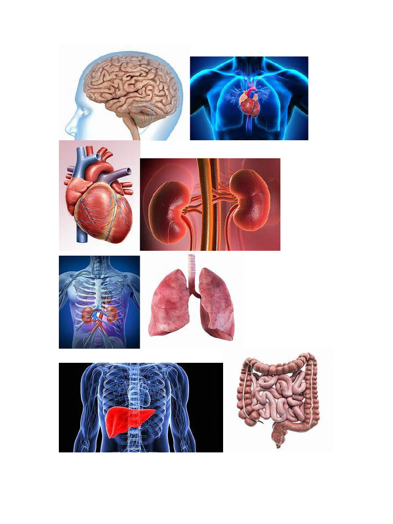 Internal Organs | PDF