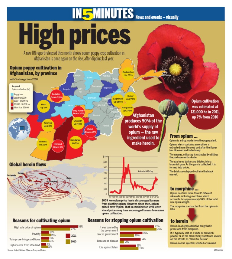 Infographic: Opium Cultivation On The Rise | PDF | Opium | Heroin