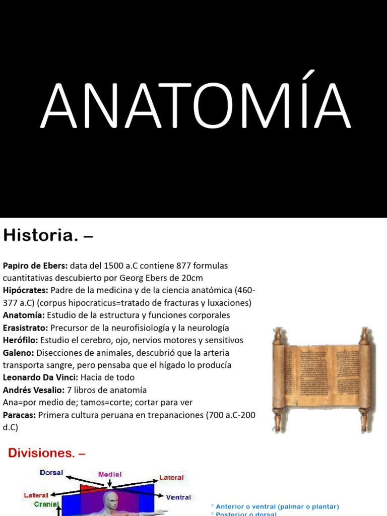 Anatomia 1 | PDF