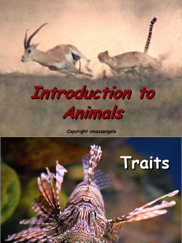 Introduction-to-Animals | PDF