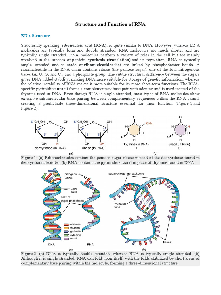 Structure and Function of RNA | PDF