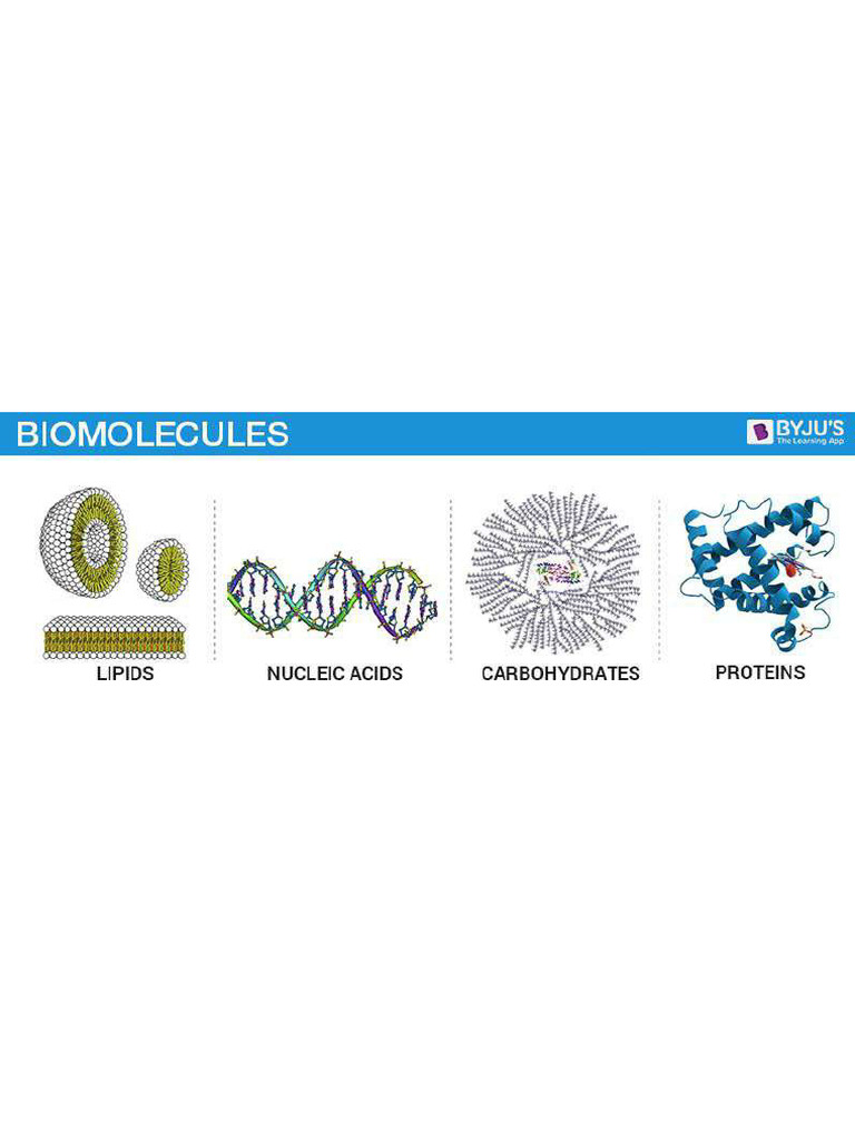 The Biomolecules of Life | PDF