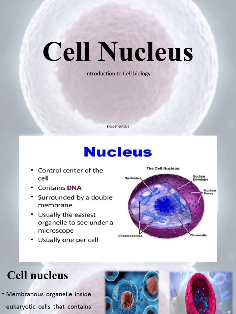 1 - Cell Nucleus | PDF