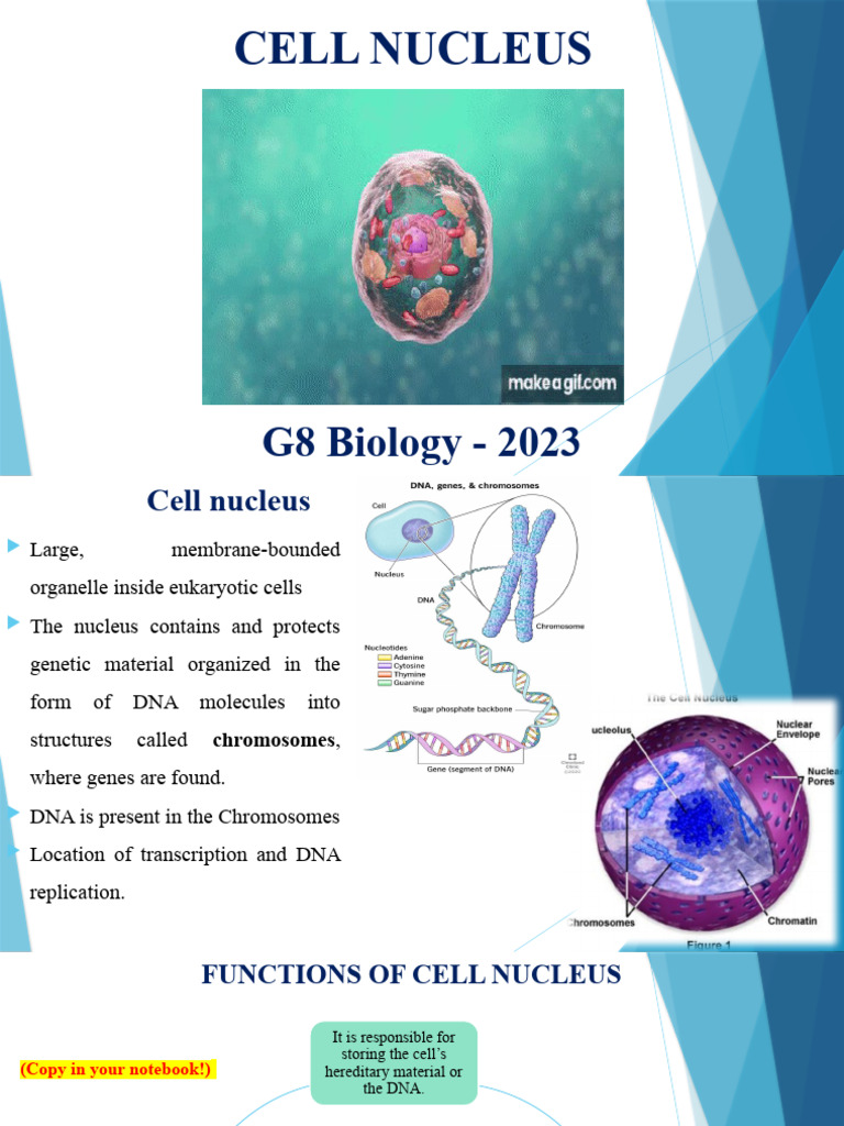 Cell Nucleus | PDF