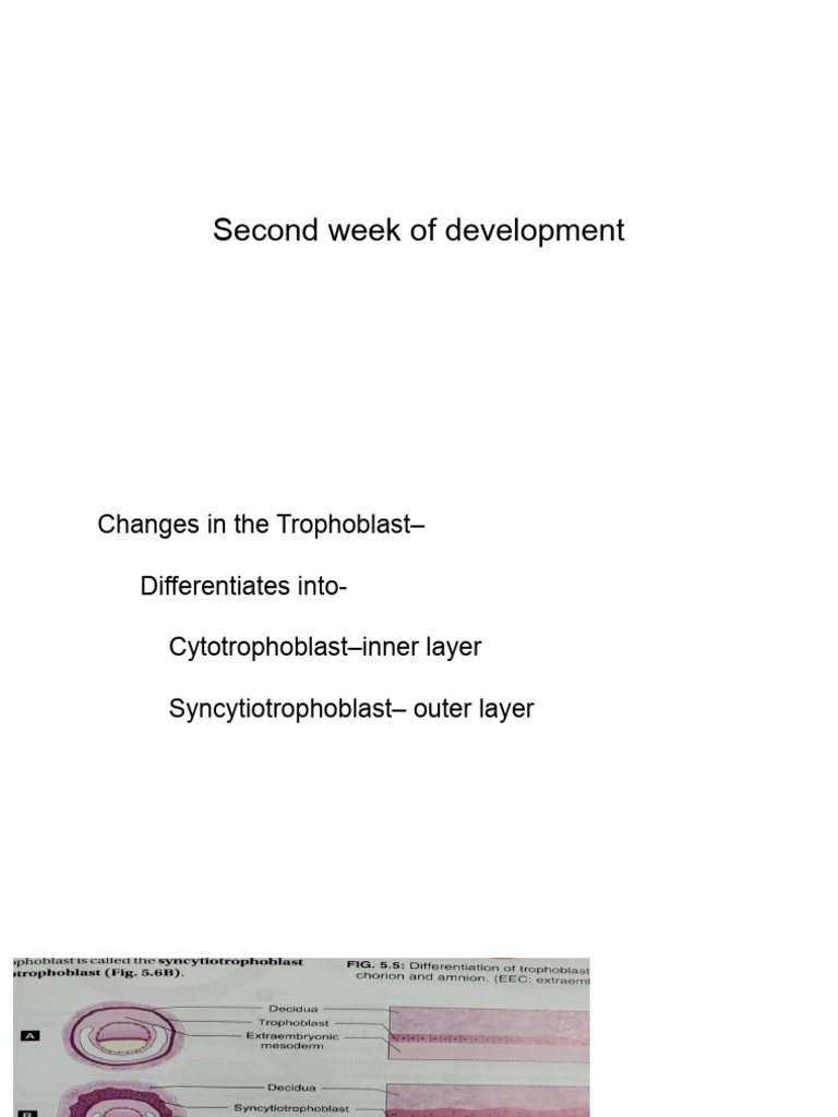 Second Week of Development | PDF | Science & Mathematics