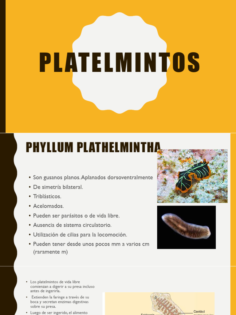 Platelmintos_ppt | PDF