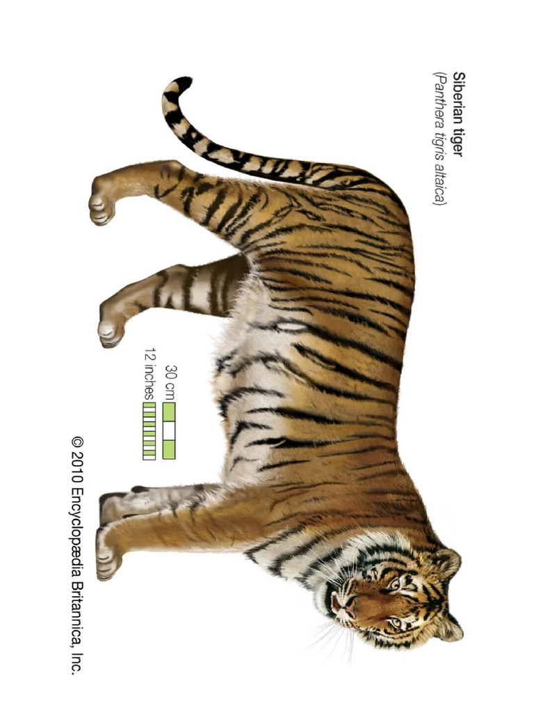 Siberian Tiger | PDF