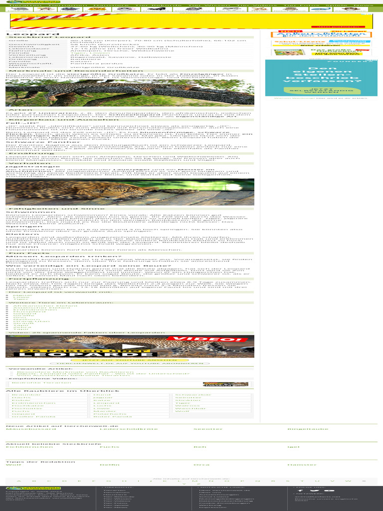 Leopard - Tier-Steckbrief - Für Kinder & Schule | PDF