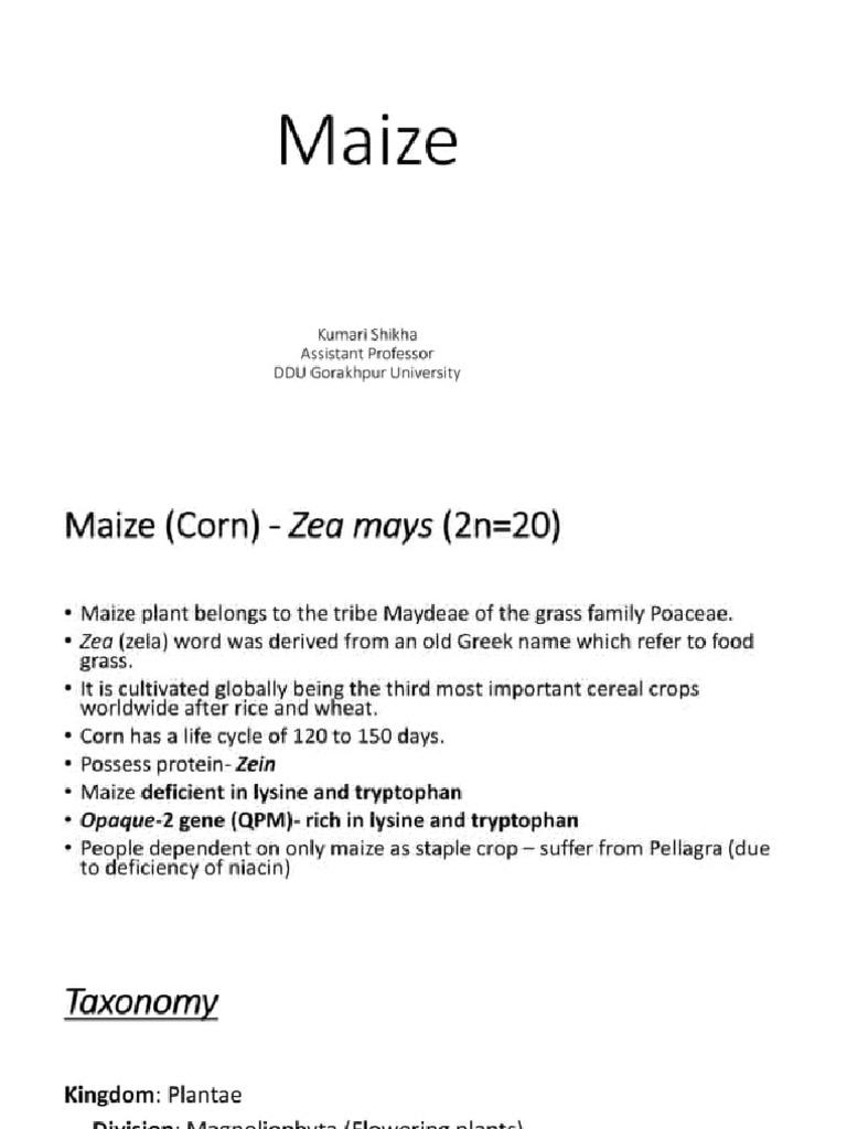 Maize Botanypdf | PDF