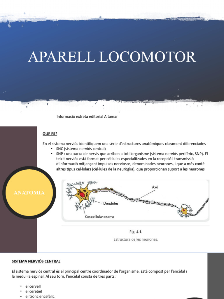Uf2 NF4 El Sistema Nervios | PDF