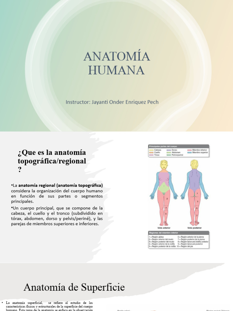 Anatomía Regional y Planos Corporales | PDF | Hueso | Esqueleto