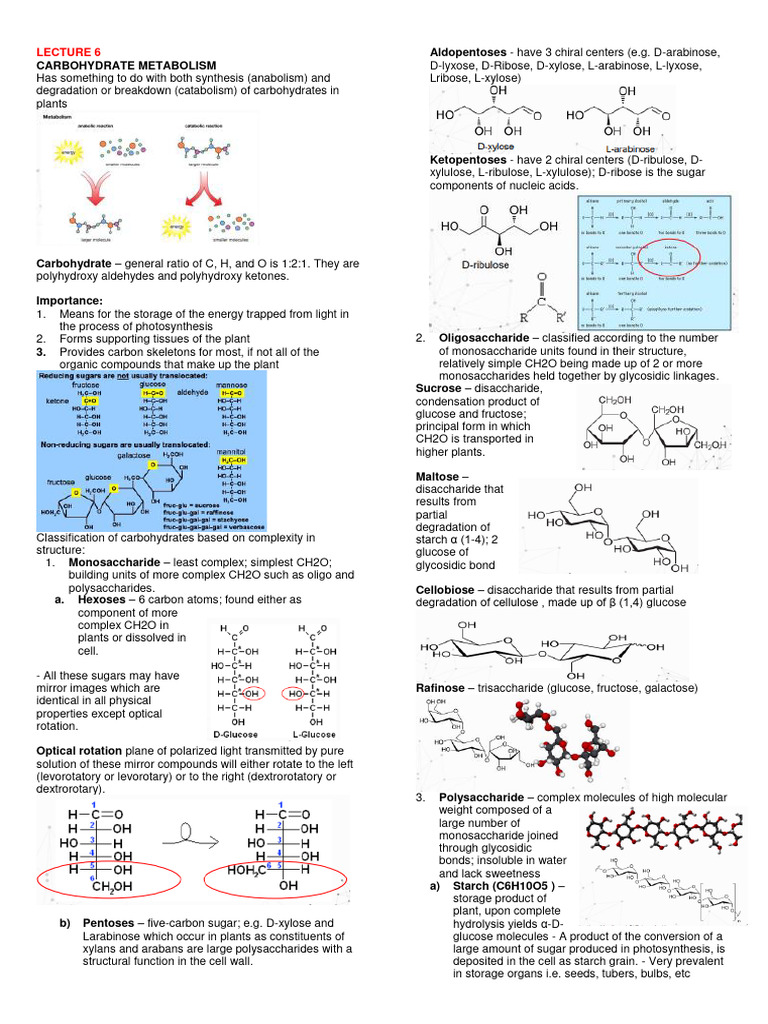 FBS 31 - Lectures 6-8 | PDF