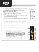 Toad Dissection Guide | PDF