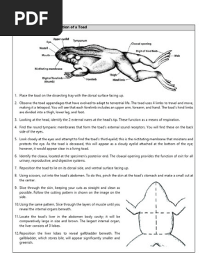 Frog Dissection Worksheet Pdf