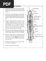 Toad Dissection Guide | PDF